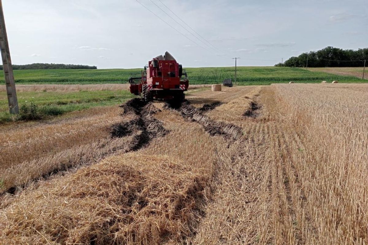 "Une année catastrophique" : des moissons dégradées par les fortes ...