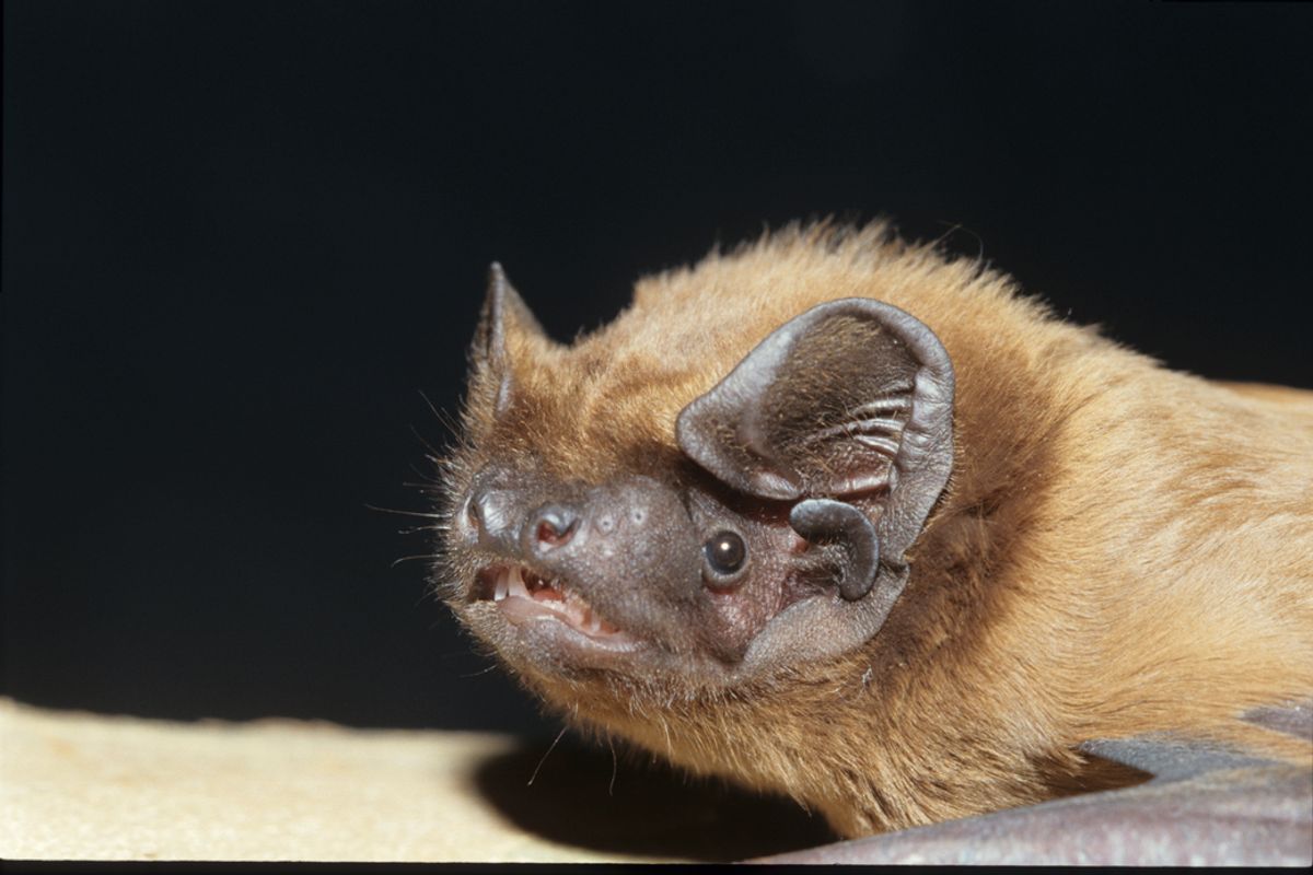 La grande noctule, plus grande espèce de chauve-souris d'Europe ...