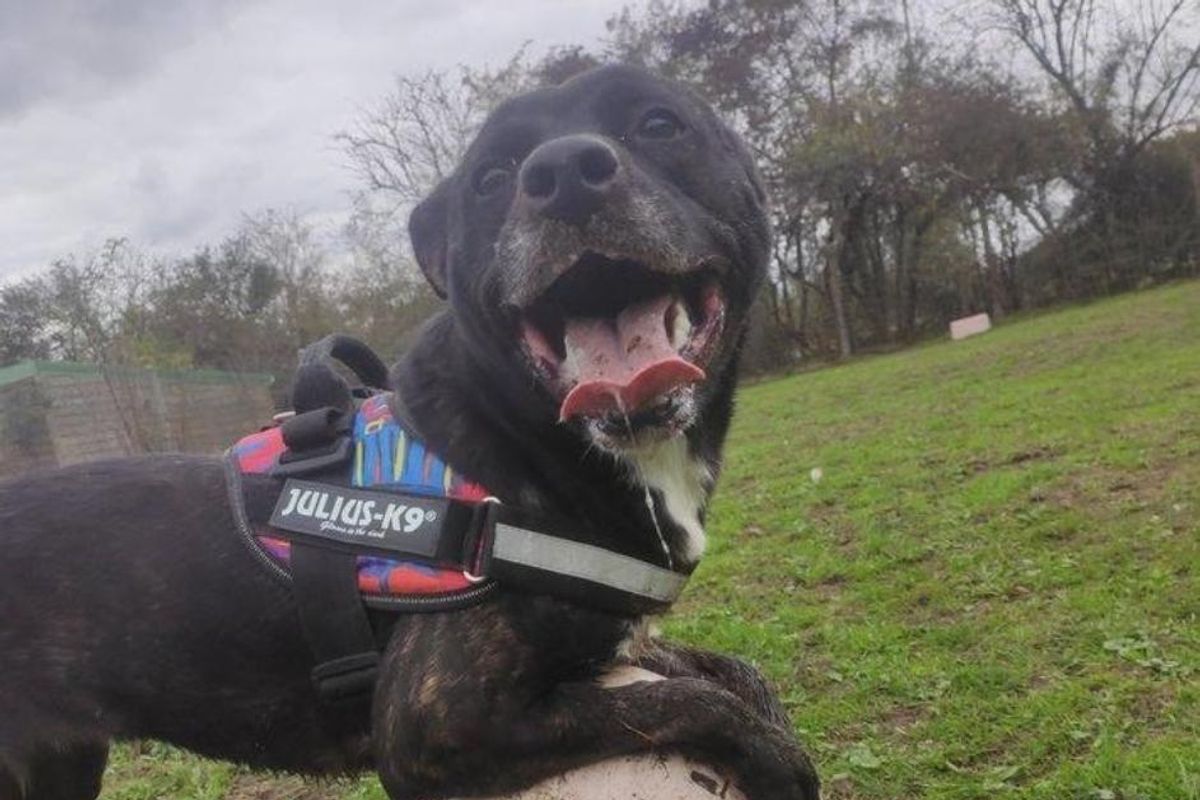 Poupy, une adorable croisée labrador, cherche un gentil foyer - Le ...