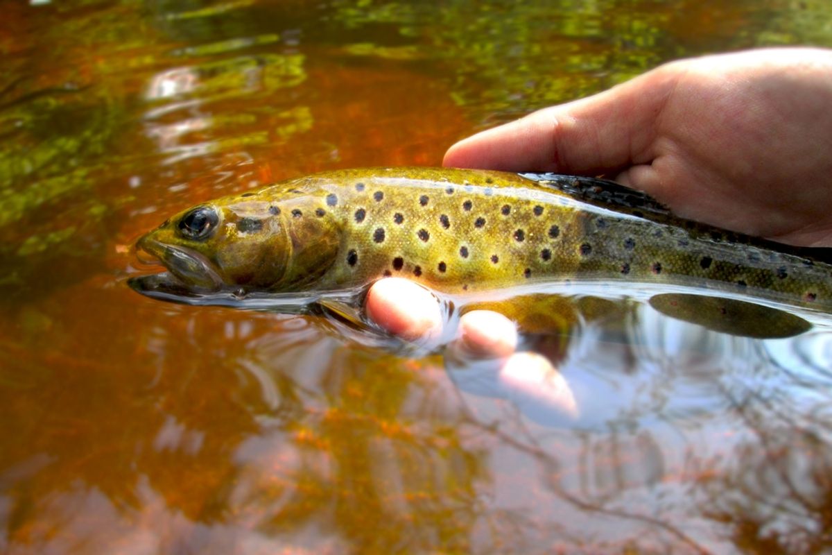 La truite, poisson emblématique de nos cours d'eau, est éprouvée par la ...