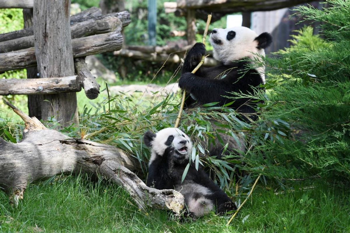 Yuan Meng, qui fête ce samedi son premier anniversaire, en vingt images ...