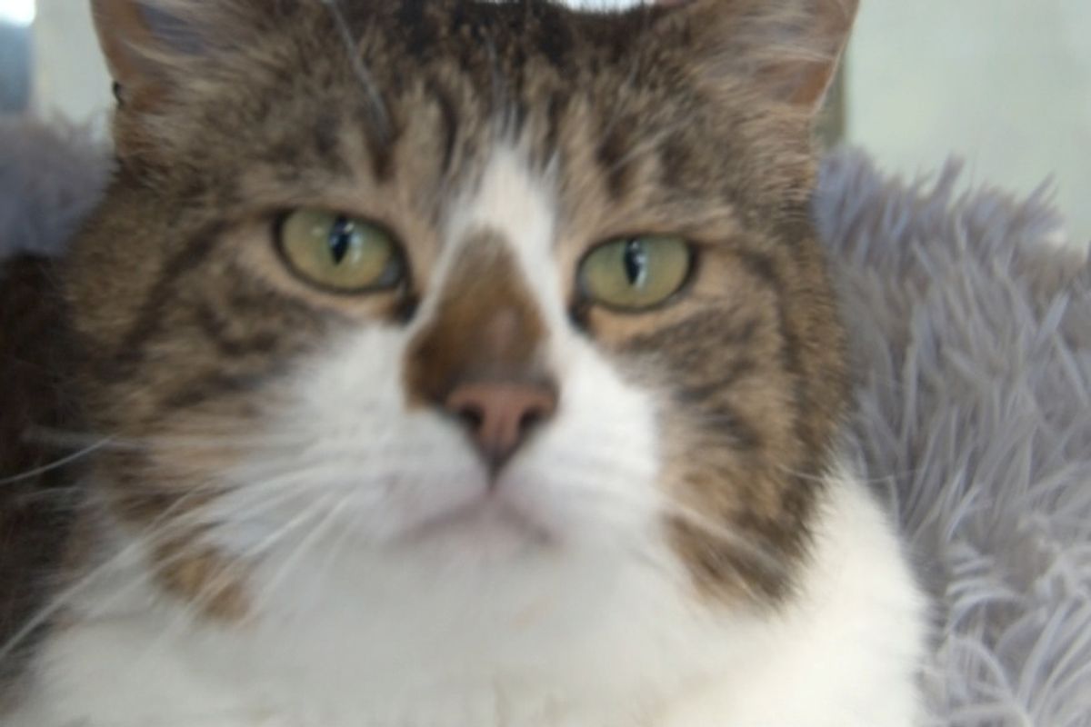 Titus, chat de 5 ans, est à adopter à l'APA du Puy-de-Dôme - La Montagne