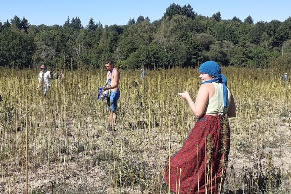 MARVAL. Le chanvre solaire se récolte à l’ancienne - Le Populaire du Centre