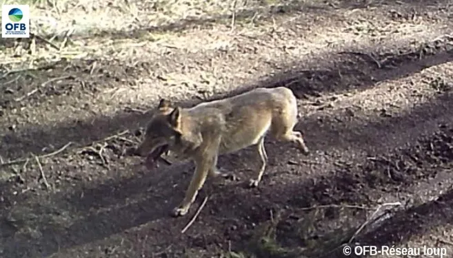 Nouvelle attaque de loup : dix-huit ovins tués ou blessés à Peyrelevade ...