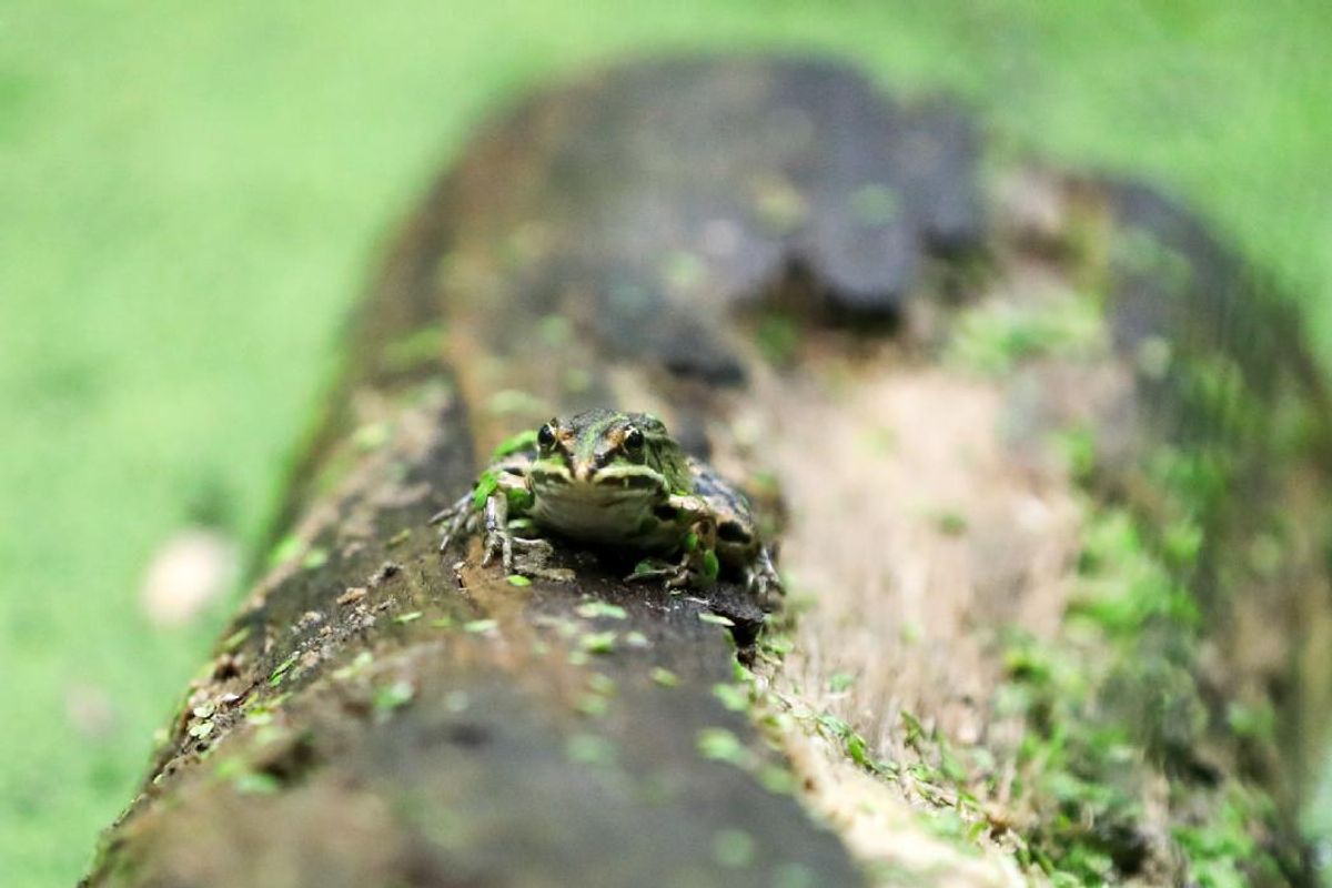Dimanche pluvieux, les obsèques de Bernard Moraine, l'AJA face à Monaco ...
