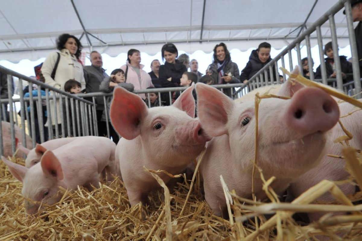 La Mangona revient à Laroquebrou, classique avec des nouveautés - La ...