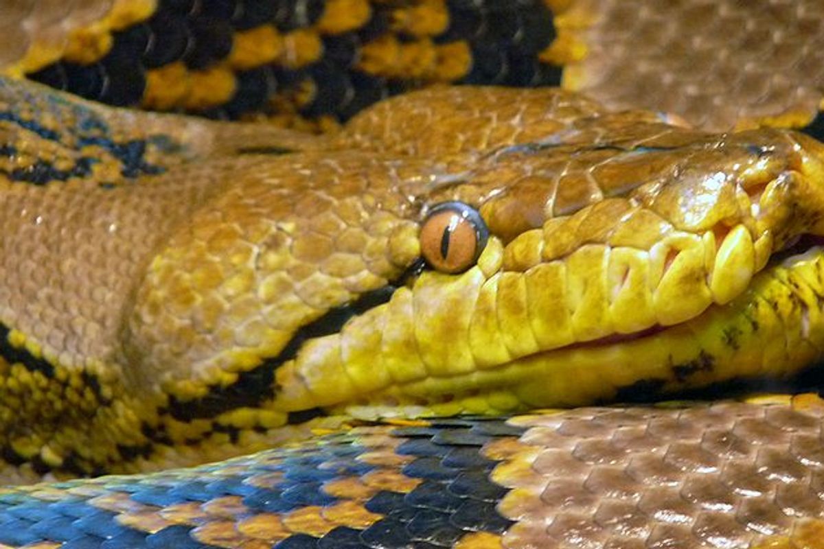 "Il a continué à m'étrangler", une femme secourue après deux heures ...