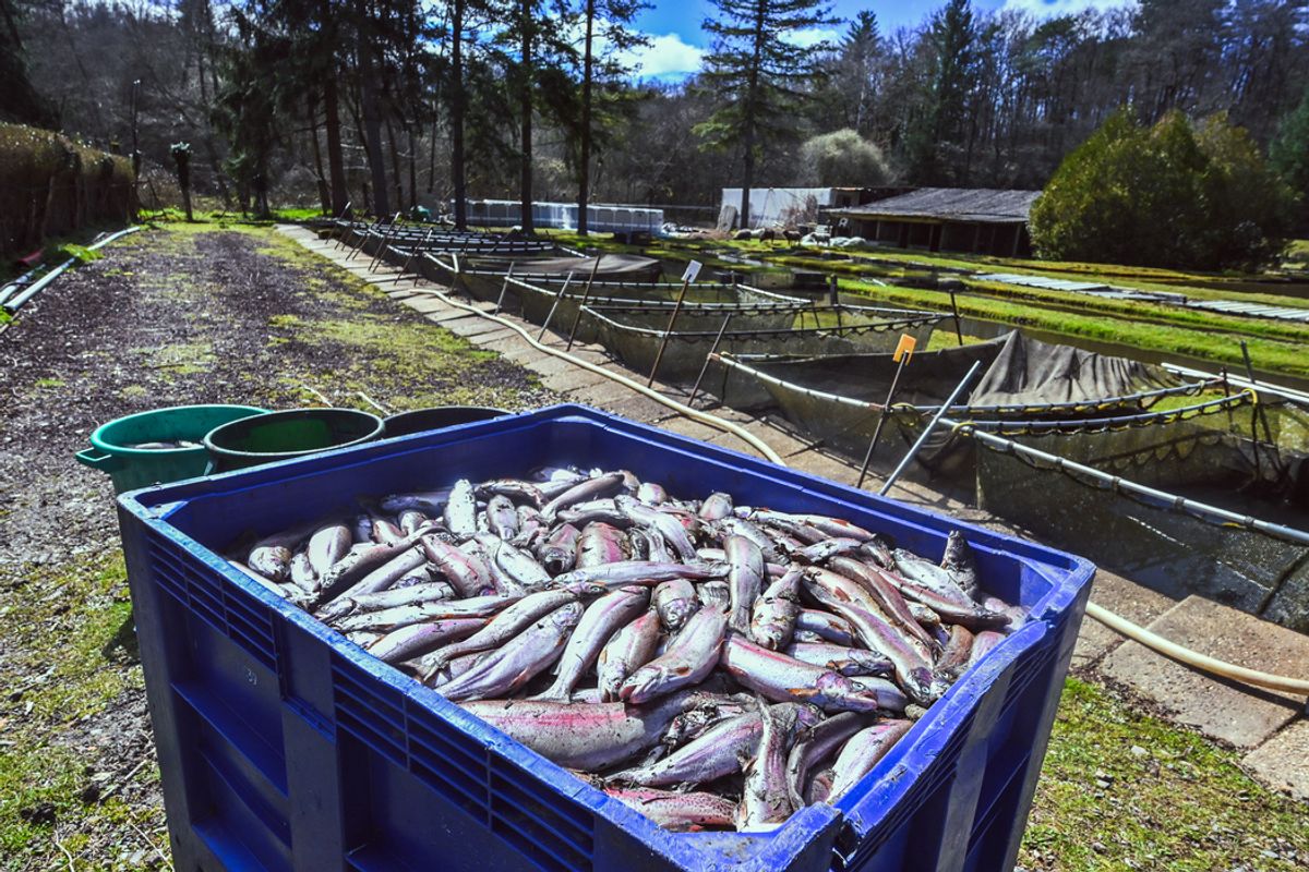 "J’ai tout perdu, au pire des moments" : une tonne de poissons tués ...