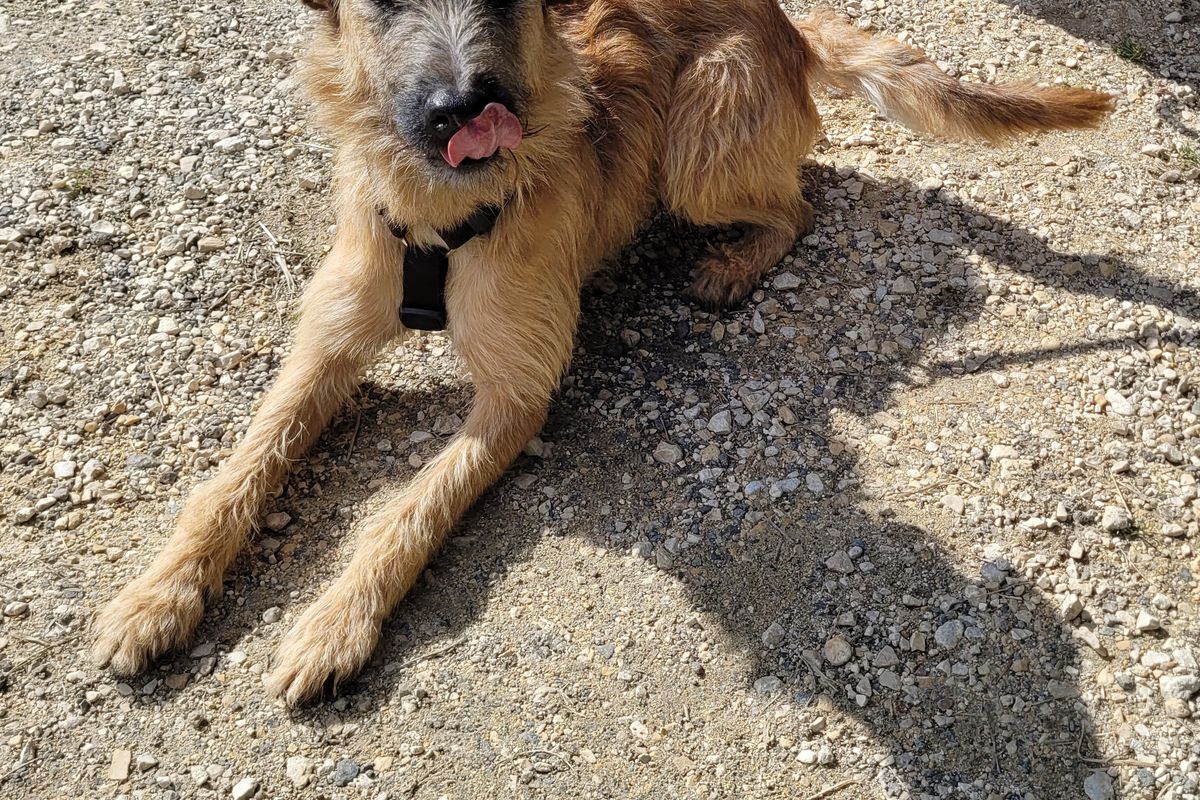 Nimba et Roméo, deux chiens à adopter à la SBPA de Marmagne - Le Berry ...