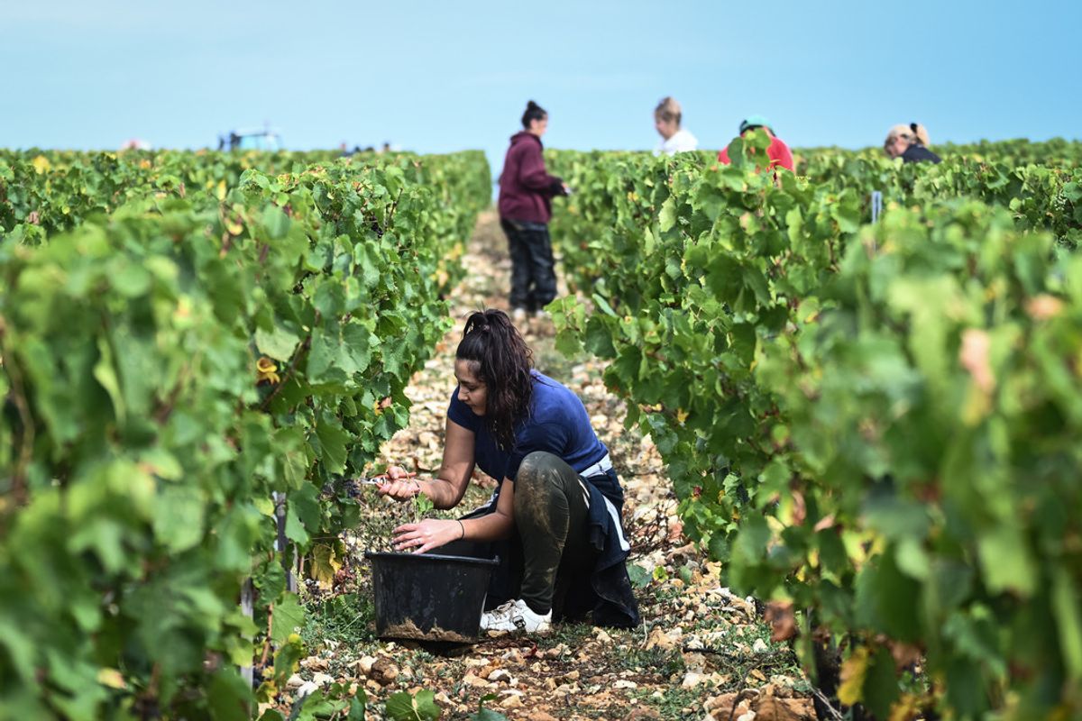 La récolte des raisins a commencé dans les vignobles nivernais [Vidéo ...