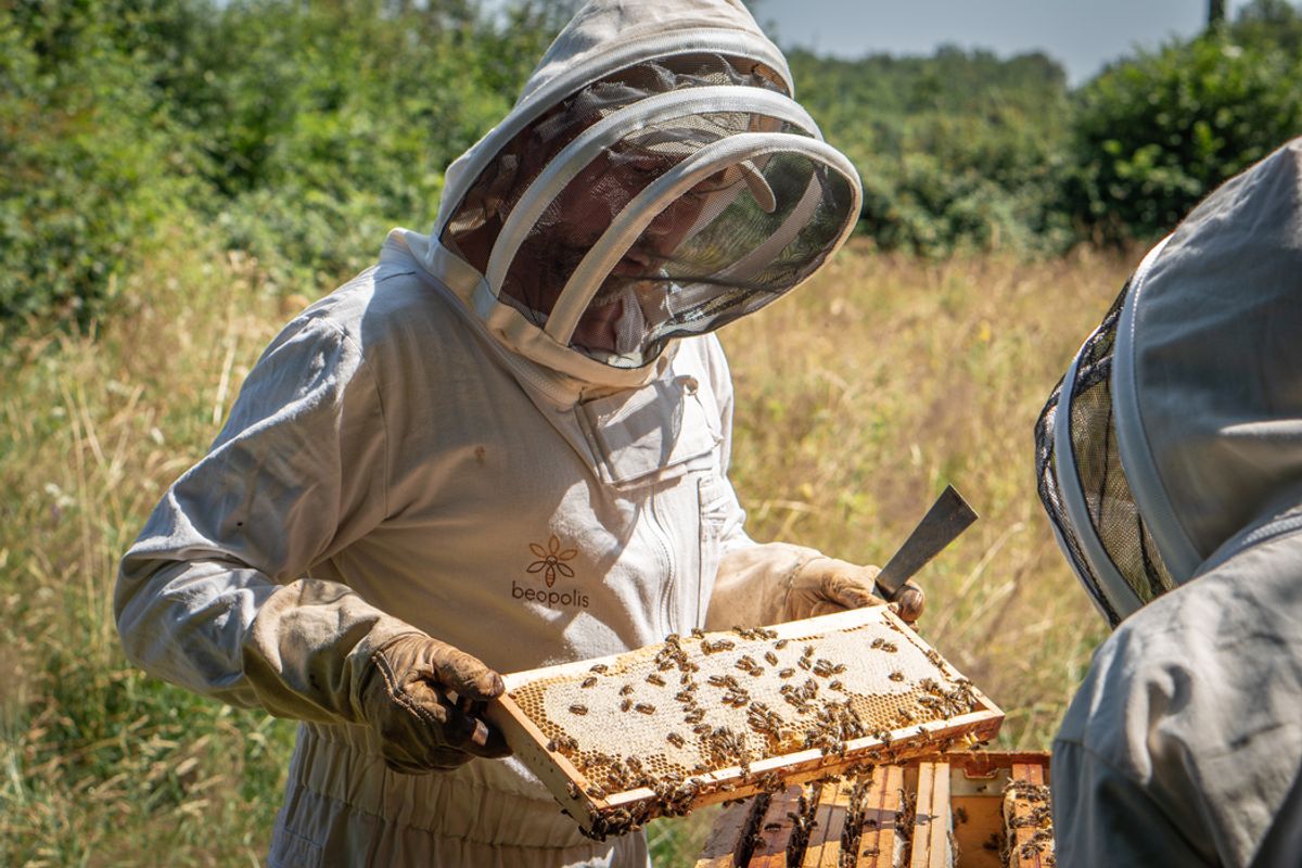Une Abeillerie chaleureuse et vivante : Beopolis lance une campagne de ...