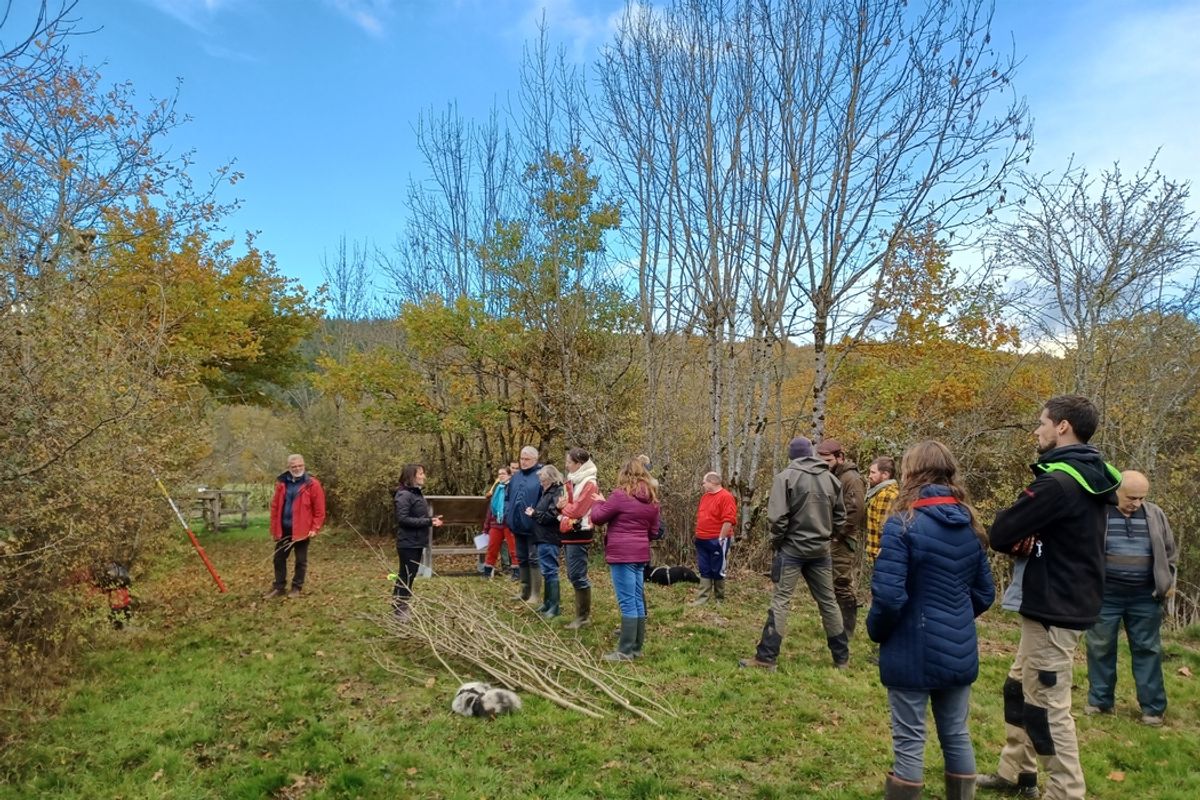 Pour tout savoir sur la taille des arbres têtards - La Montagne