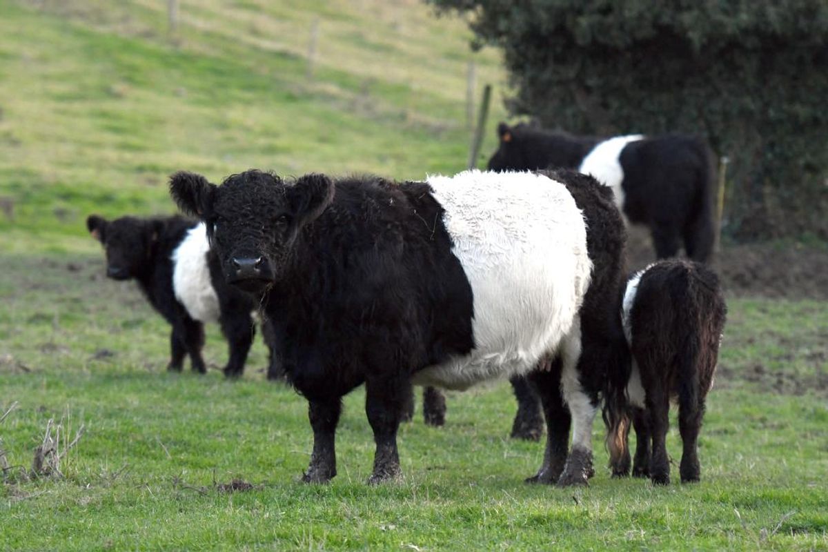 Angus, Hereford, Galloway... Quels débouchés pour les viandes ...