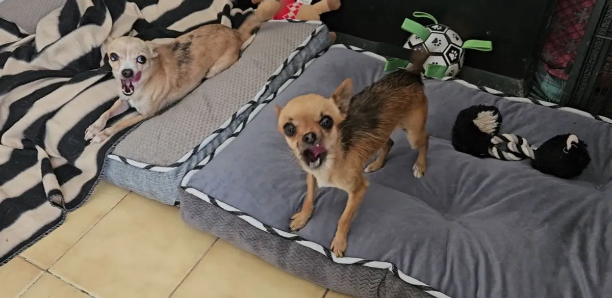 Ces chiens et chats attendent au refuge de Nargis : découvrez les portraits de Django, Dior ...