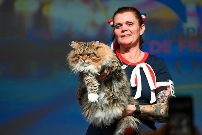 Découvrez les images du championnat de France de chat de race, organisé ...