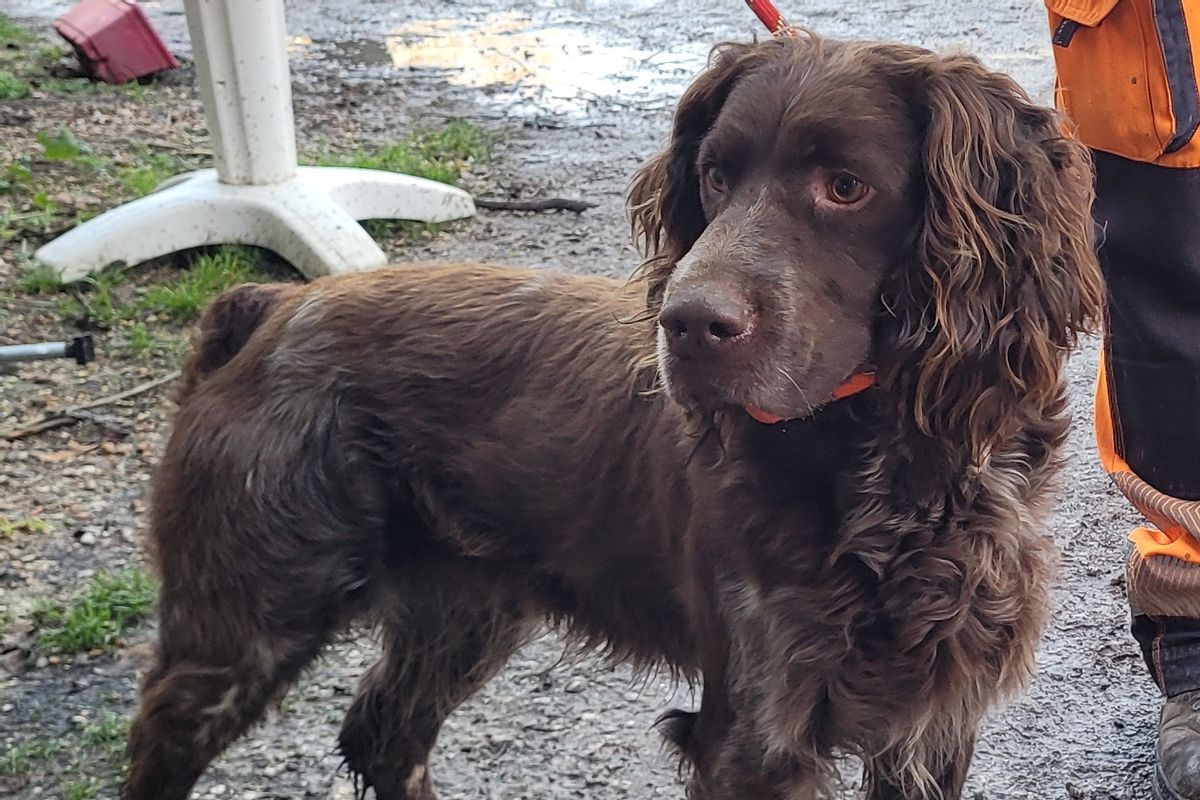 Timon et Vénus, deux chiens à adopter à la SBPA de Marmagne - Le Berry ...