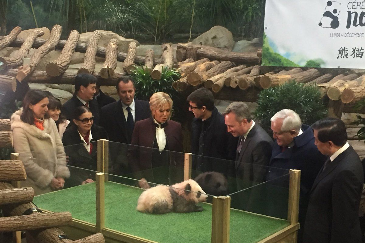 Le bébé panda s'appelle désormais Yuan Meng [relire le direct] - Le ...