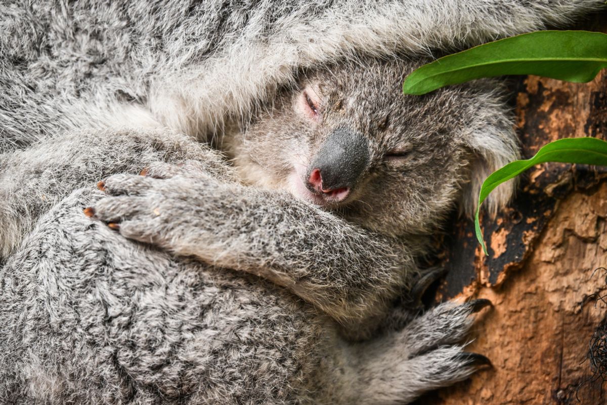 Kookynie, bébé koala et nouvelle star du Zooparc de Beauval - Le Berry ...