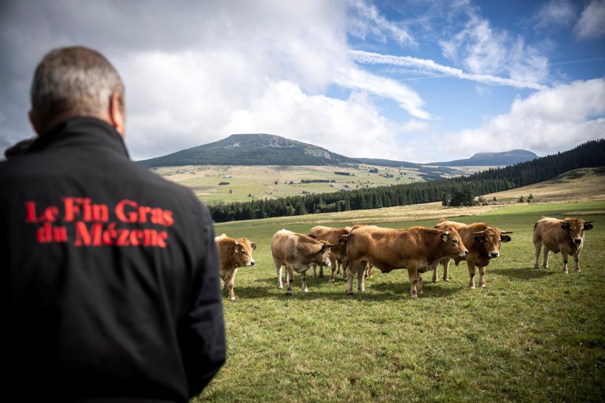 Comment son "foin gras" a sauvé le Mézenc de la désertification en ...