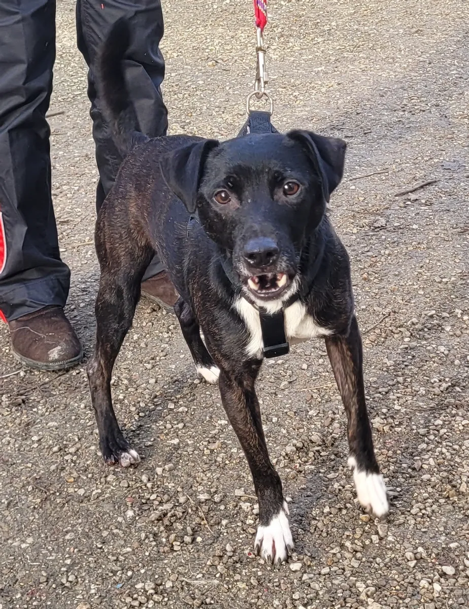 Gaston et Flash, deux chiens à adopter à la SBPA de Marmagne - Le Berry ...