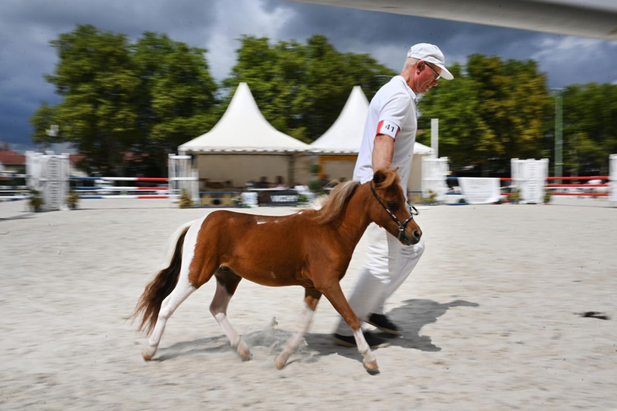 La 30e édition du championnat de France du cheval miniature bat son ...