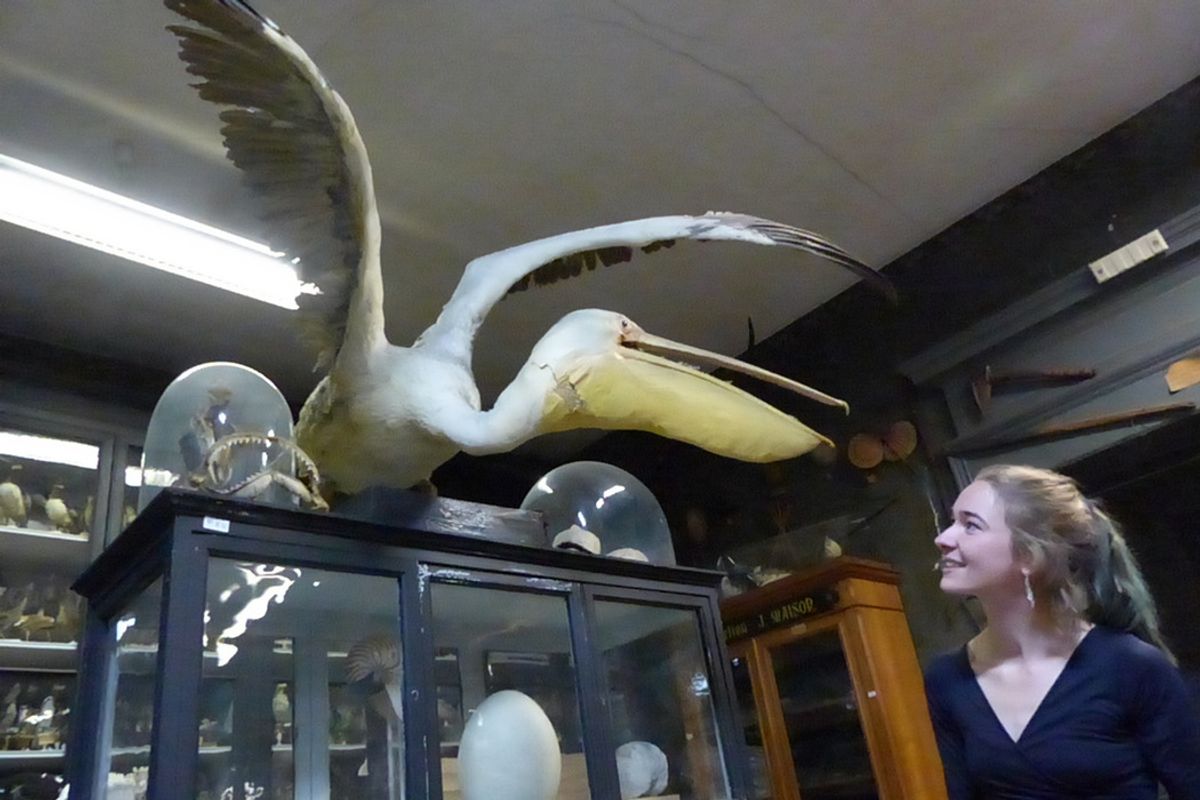 Aux Musées de Sens, Pauline Bertrand est au chevet des "naturalisés" du ...