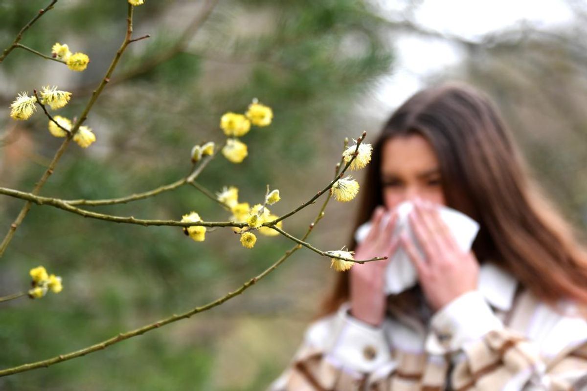 Pollen : le département de la Creuse placé en vigilance rouge "risque ...