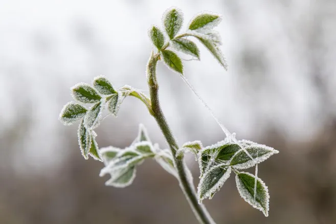 L'Yonne placée en vigilance jaune neige-verglas et grand froid - L ...