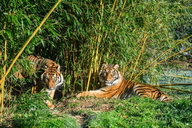 Une nuit au zoo pour en savoir plus sur des animaux du PAL - Le Journal ...