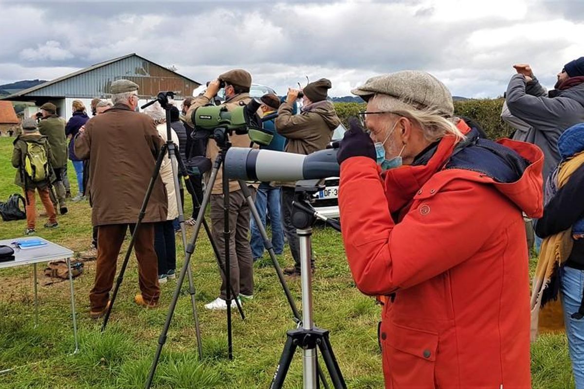 Leur migration dure deux mois, entre fin septembre et début novembre ...