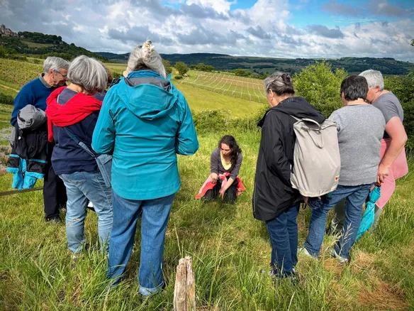 Des balades botaniques près de Vézelay, à la découverte des plantes ...