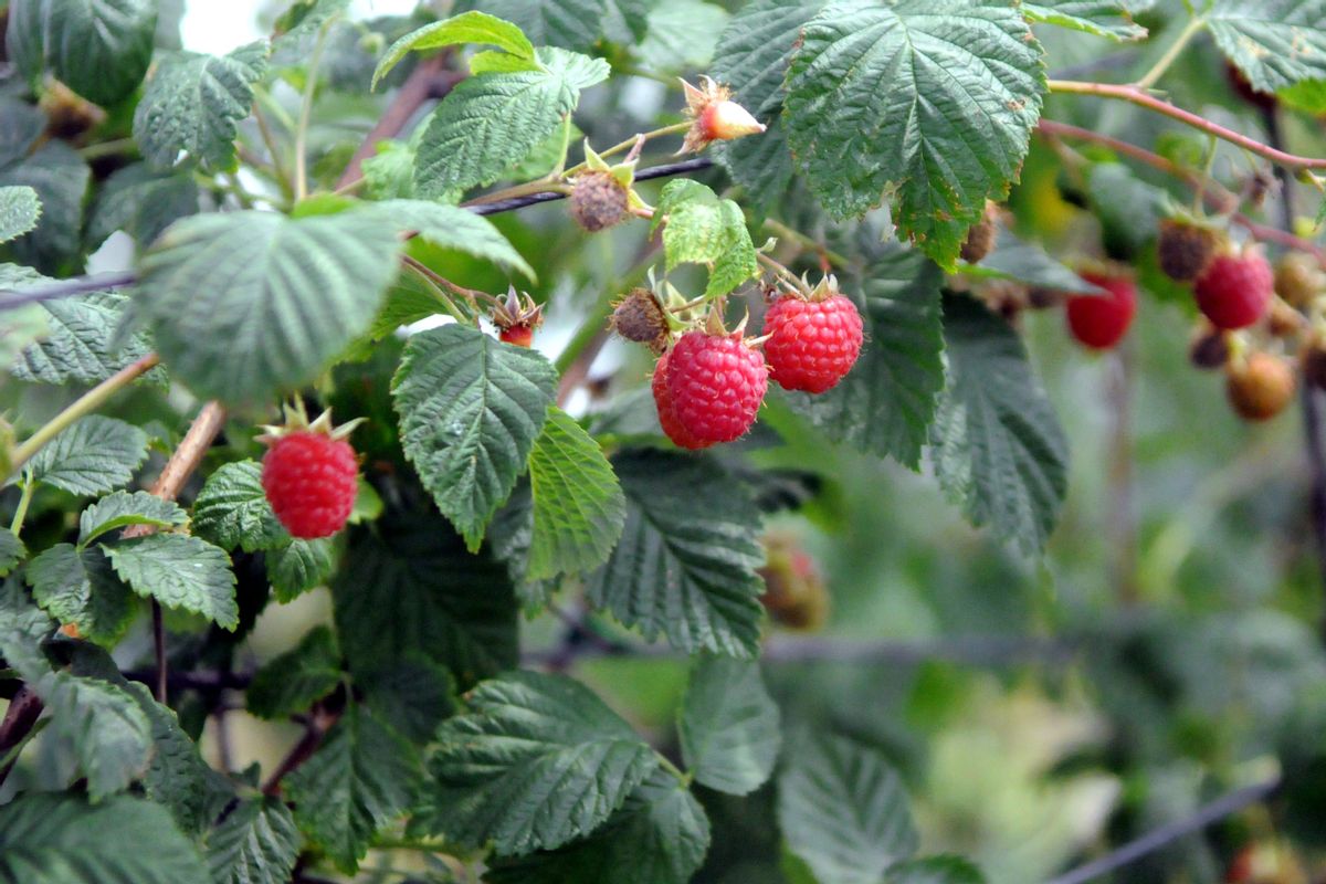 Planter des fruits rouges en septembre : les conseils jardinage de ...