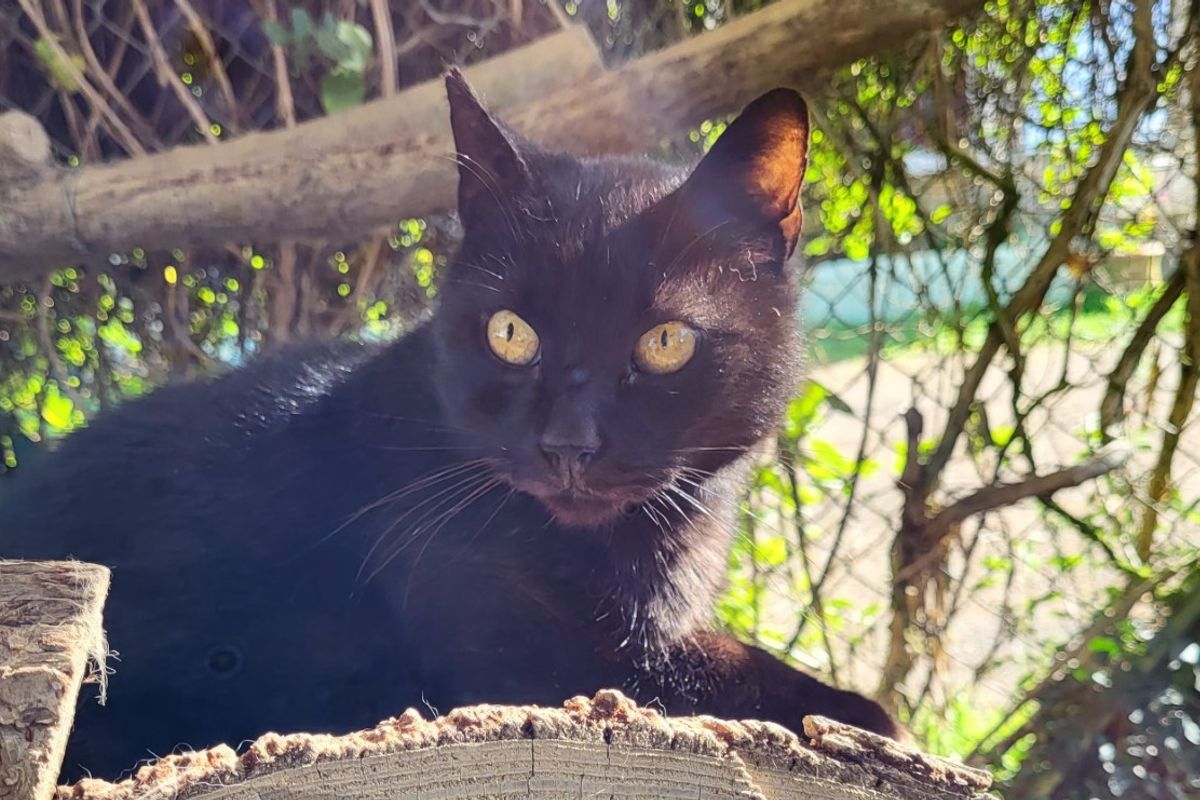 Simba, un beau matou de presque 3 ans, cherche un paisible foyer - Le ...