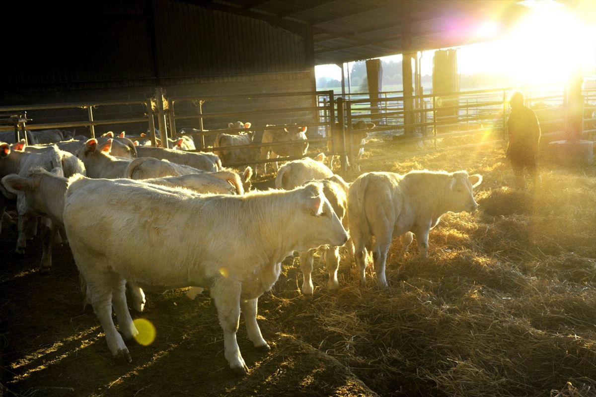 Dermatose nodulaire contagieuse, MHE, FCO... de plus en plus de risques ...