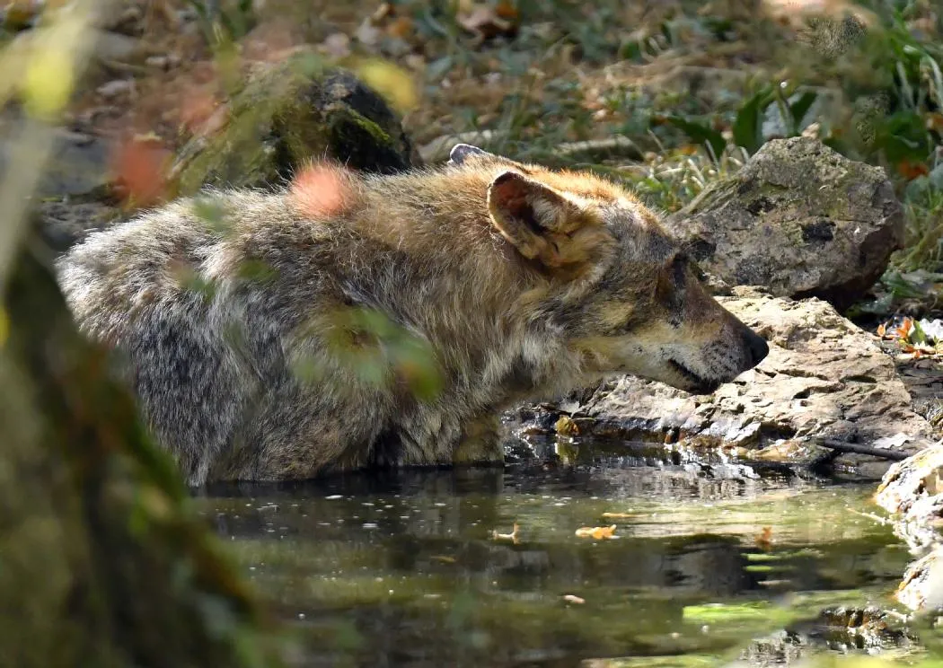 La loutre, le loup, le lynx et la genette : quatre mammifères plus ou ...