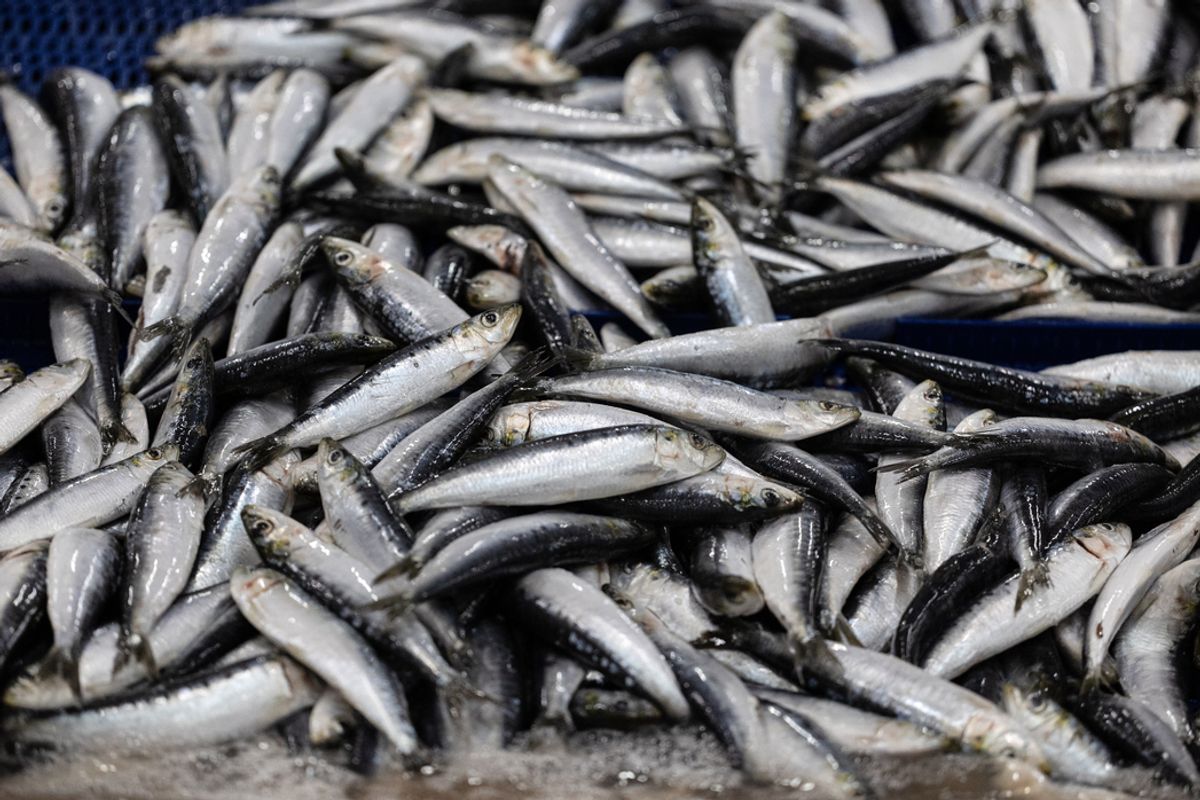 Taille de plus en plus petite, pêches calamiteuses... Pourquoi les ...