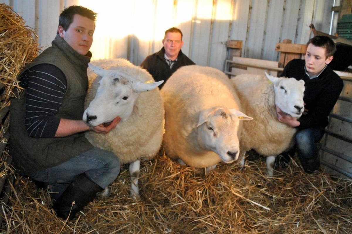 MARS SUR ALLIER. Corentin Albert présente ses texel au concours de ...