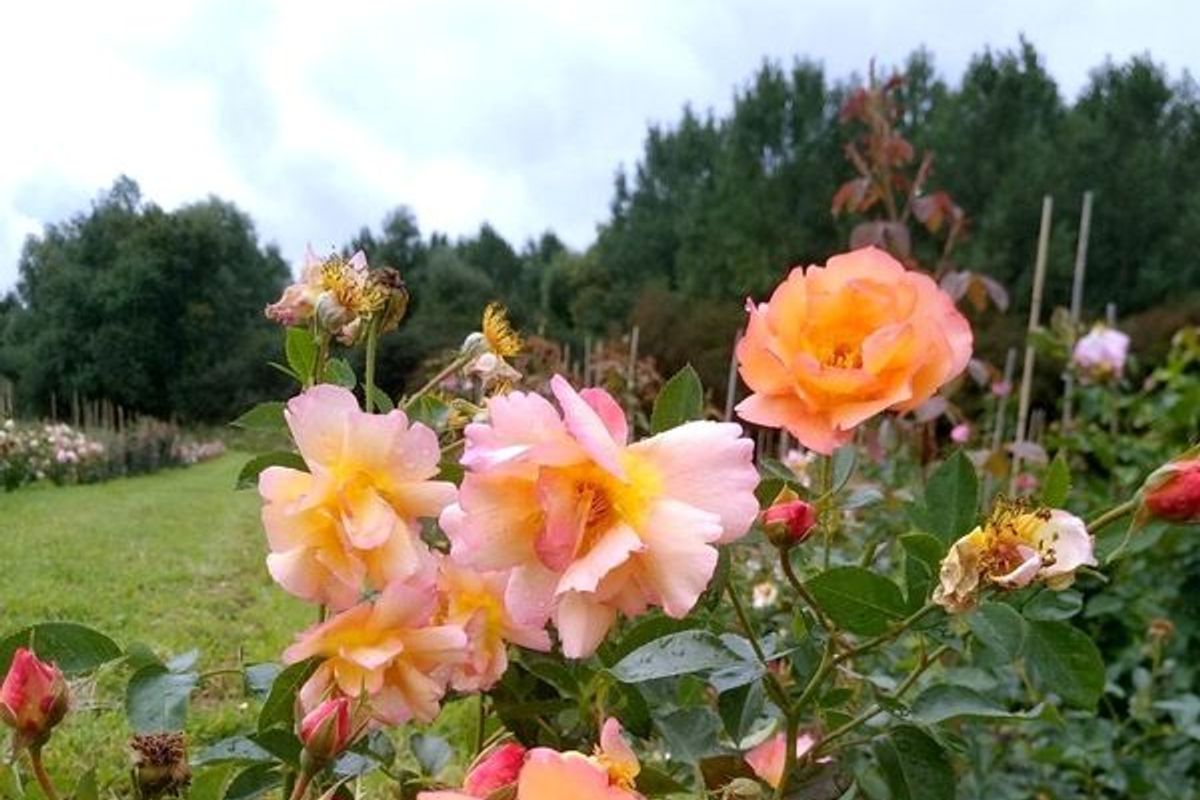 Près de 80 exposants attendus à Randanplants - La Montagne