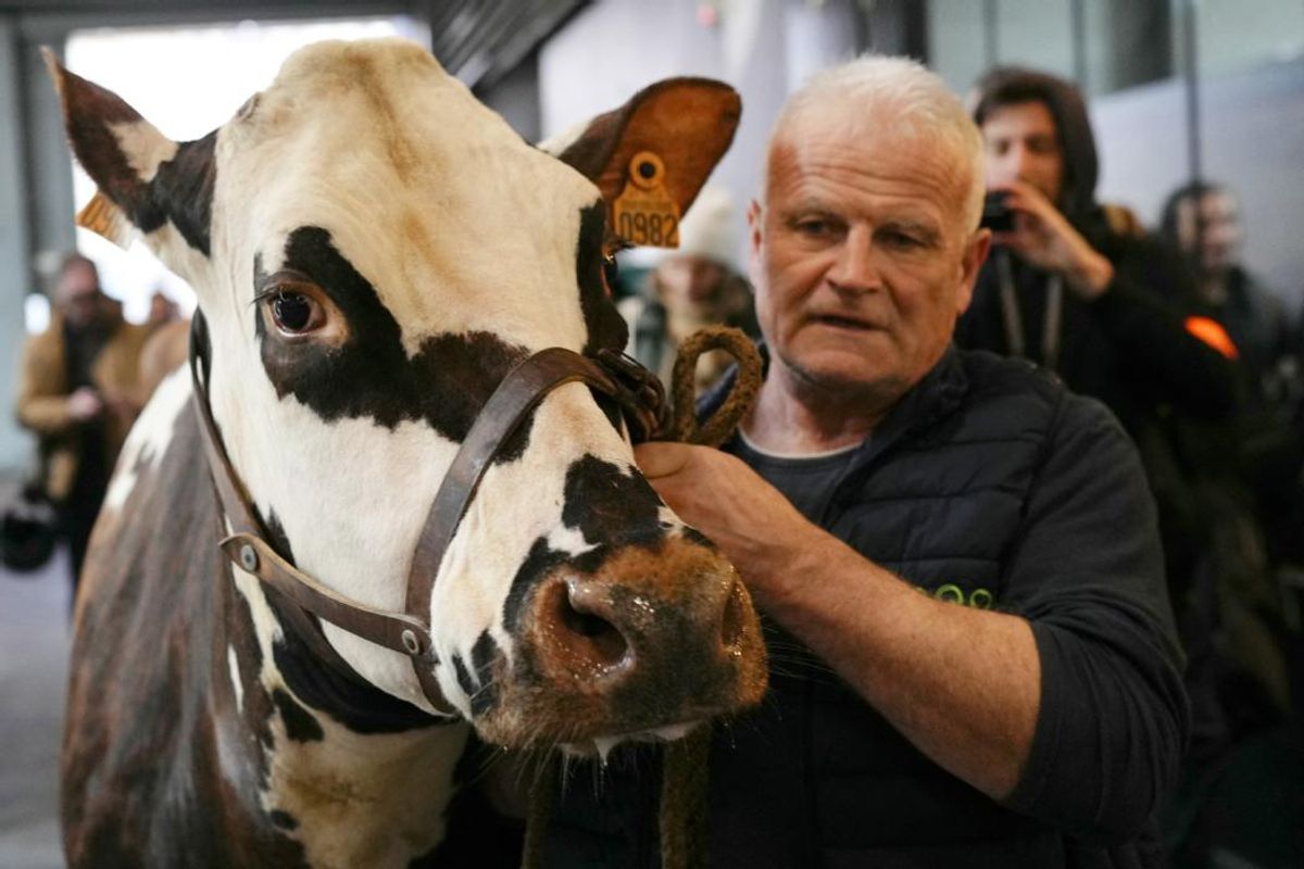 Race, jury, éleveur : comment choisit-on la vache égérie du Salon de l ...