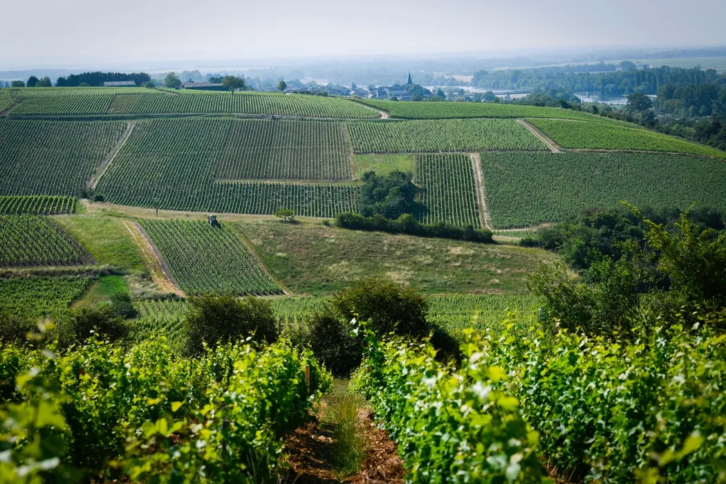 Vignobles en Scène, marché du terroir, structures gonflables... Nos idées de sorties en Val de ...