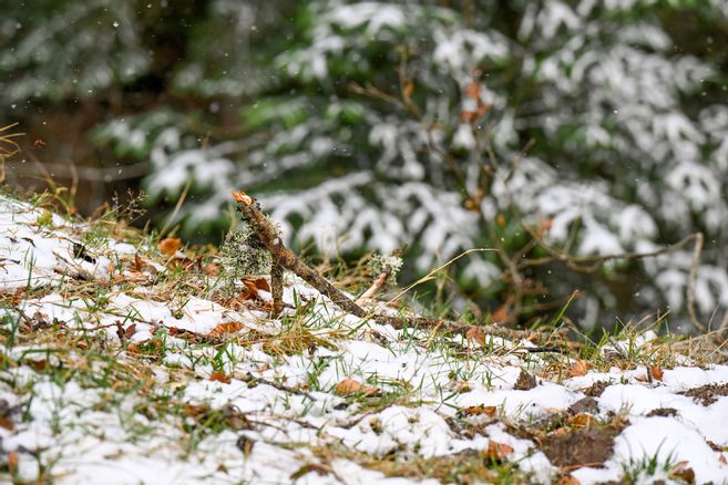 Les premières neiges sont tombées sur les monts du Cantal - La Montagne
