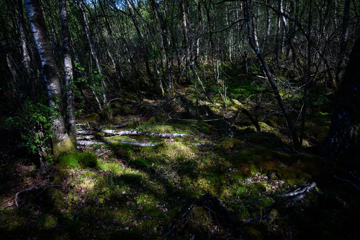 "Un écosystème prend du temps pour se rétablir" : alors que les ...