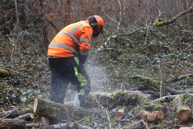 Un bûcheron tué par la chute d’un arbre dans le Puy-de-Dôme - La Montagne
