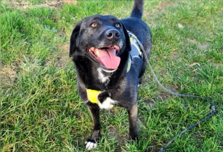 Ces chiens et chats attendent au refuge de Nargis : découvrez les portraits de Django, Dior ...