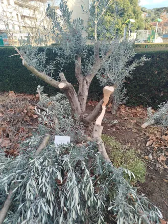 Un olivier en hommage à Ilan Halimi en partie scié près de Lyon - Le ...