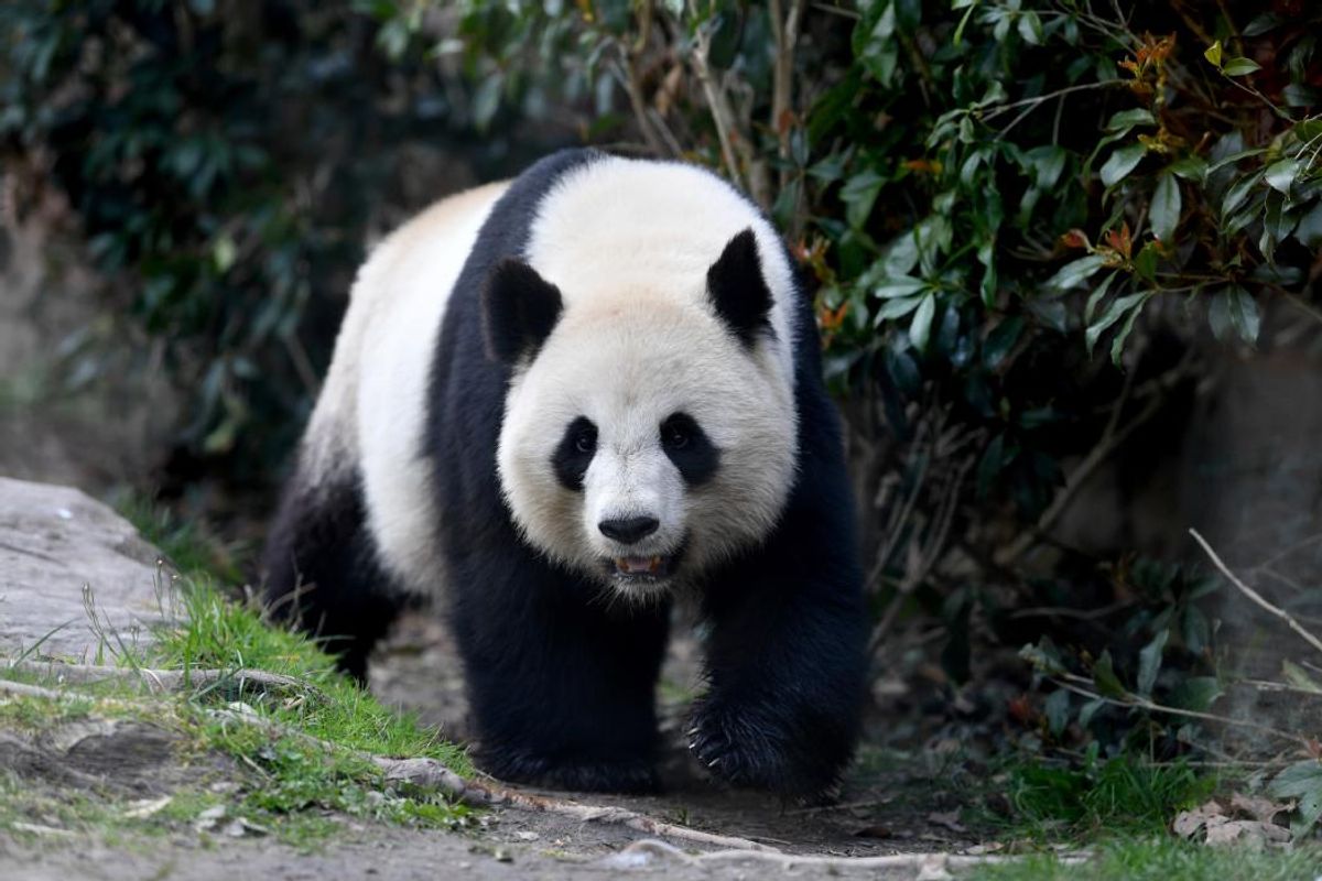 Un goûter pour dire adieu aux deux pandas du zoo de Beauval avant leur ...