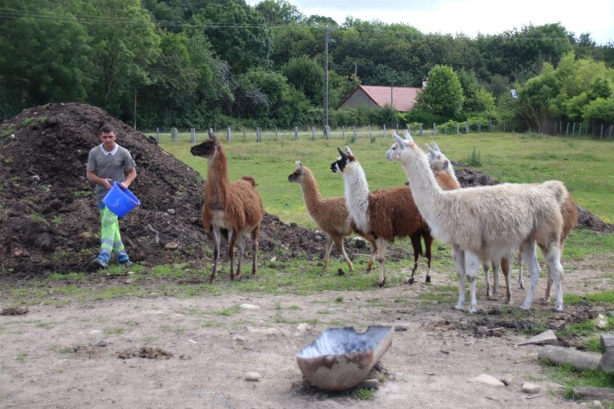 Six lamas non laineux élevés pour le plaisir - Le Journal du Centre