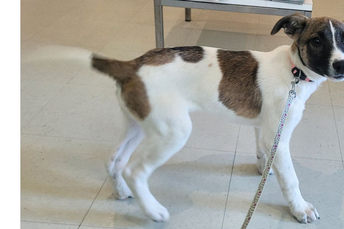 Talya et Tessa, deux chiens à adopter à la SBPA de Marmagne - Le Berry ...