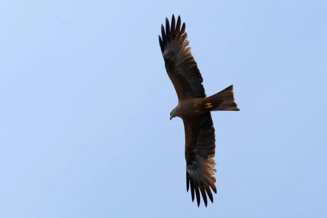 Un système d'observation d'oiseaux par intelligence artificielle ...