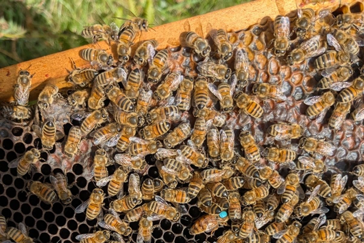 La colonie d'abeilles, une organisation sociale exemplaire - Le Pays ...